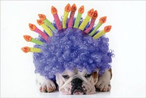 pictura bulldog, purple wig and candles humorous / funny birthday card