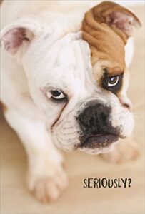 pictura seriously bulldog humorous / funny birthday card