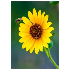 will davis studios stunning sunflower fine art photography birthday greeting card. (inside reads: happy birthday!)