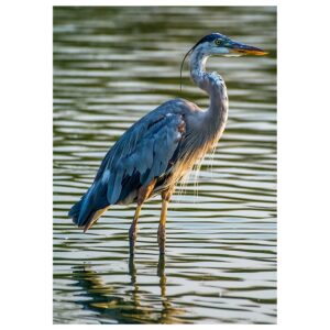 will davis studios great blue heron at sunrise fine art photography birthday greeting card. (inside reads: happy birthday!)