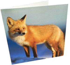 maturi fox photographic blank birthday greetings card, 6" x 6" square