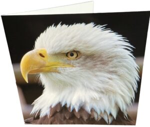 maturi bald eagle photographic blank birthday greetings card, 6" x 6" square