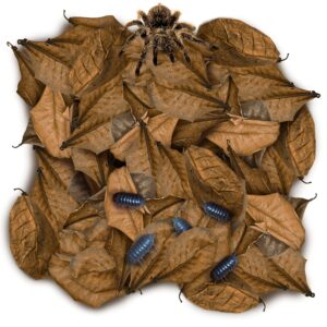 sungrow 50 pack leaf litter for spider, cricket & isopod, mini catappa dried indian almond leaves, for vivarium, terrarium & aquarium, mimics familiar habitat & perfect hiding spot, terrarium decor