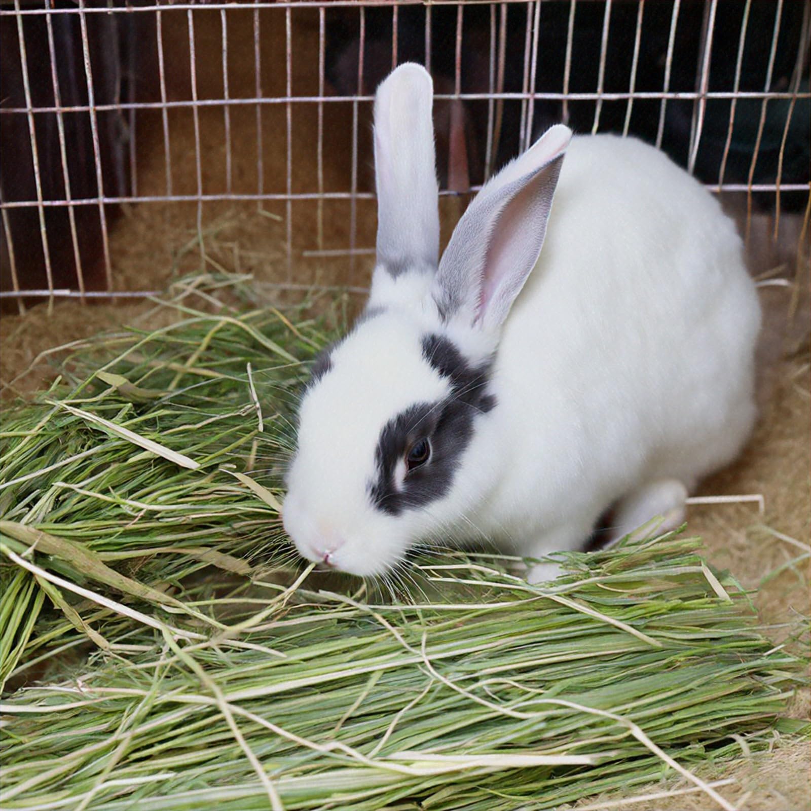 Lixit Cage Hay Rack for Rabbits and Other Small Animals (Green)