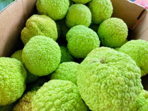 hedgeballs, osage oranges - naturally remove bugs and spiders - all natural, grown in iowa (8 hedgeballs)