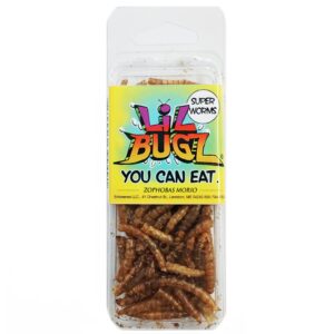 bicbugs super worms lil bugz edible insects bred for human consumption