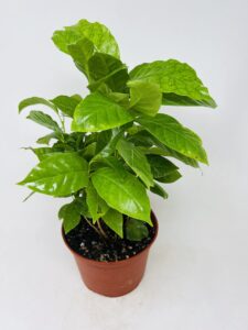 jm bamboo arabica coffee bean plant - 6" pot