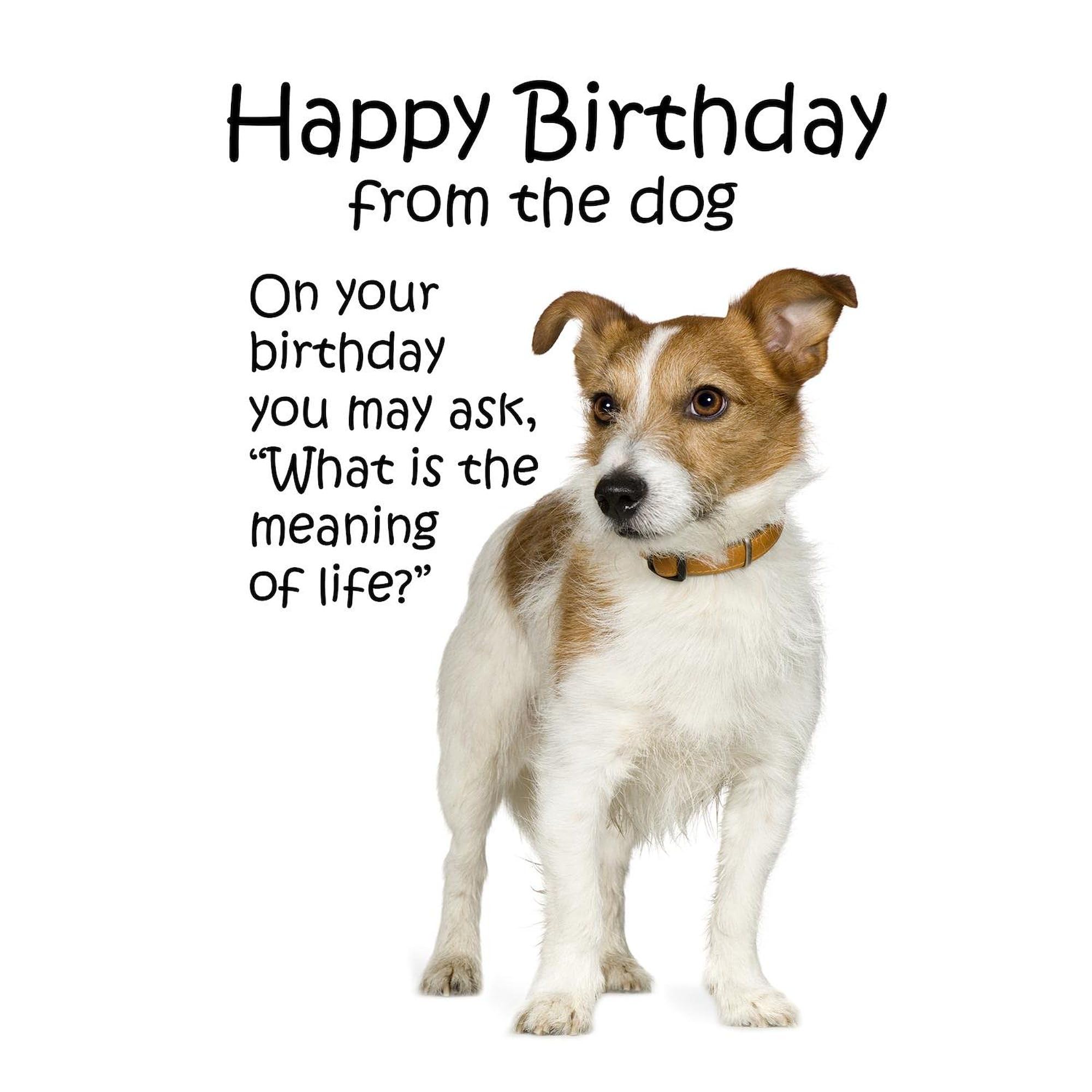 CafePress Jack Russell Birthday Cards Folded Greeting Card Glossy