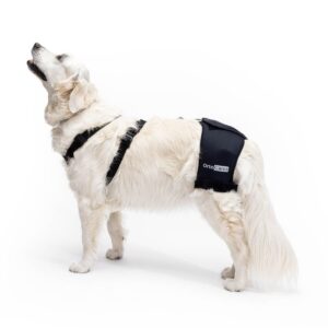 ortocanis - hip support for dogs with hip dysplasia or osteoarthritis (l)