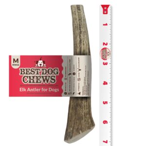 best chews whole elk antlers for dogs – natural dog antler chew usa sourced antlers for dogs - long lasting dog antlers for aggressive chewers - promotes oral health - dog elk antlers