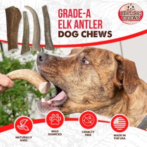 Best Chews Whole Elk Antlers for Dogs – Natural Dog Antler Chew USA Sourced Antlers for Dogs - Long Lasting Dog Antlers for Aggressive Chewers - Promotes Oral Health - Dog Elk Antlers