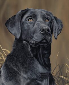 large black lab dog labrador cotton fabric panel 36 x 44 david textiles ml 3488