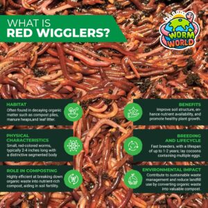 live red wigglers worms, compost worms, composting bins, red wiggler (100 worms)