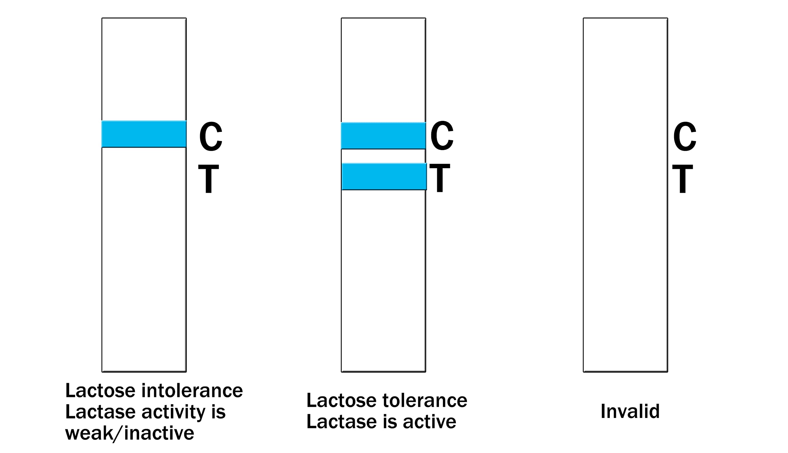 2Pcs Lactose Intolerance Test Strips at Home for Adult and Kid Lactase Activity Test Food Sensitivity Test