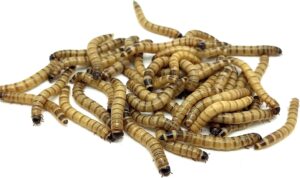 superworm co - 500ct live superworms - medium 1"-1.5"+ - live arrival guaranteed (500)