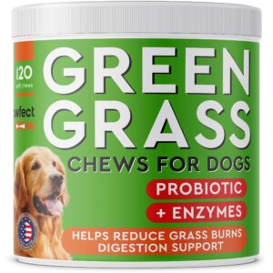 pawfectchew green lawn chews for dogs - green grass chews - urine neutralizer grass burn spots - lawn burn from dog urine - probiotics & enzymes - made in usa - bacon flavor - 120 lawn saver chews