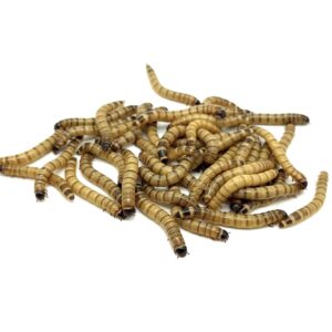 superworm co - live superworms - 100 large - live arrival guaranteed (hold for pickup)