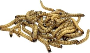 superworm co - 100ct live superworms - large 1.75"-2"+ - live arrival guaranteed* (100)