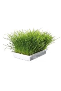 trixie cat grass 100g (including tray)