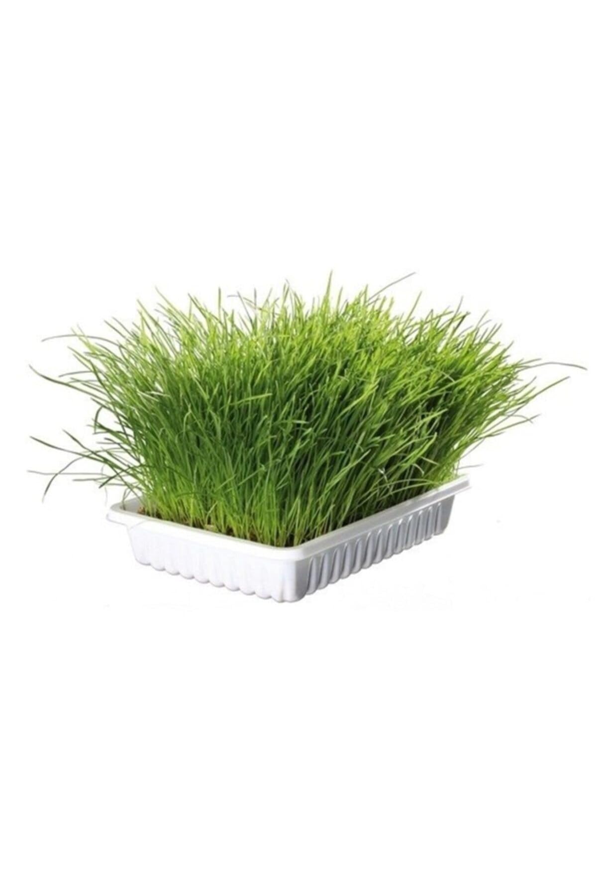 Trixie Cat Grass 100G (Including Tray)