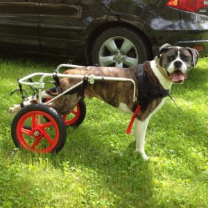 best friend mobility dog wheelchair - large