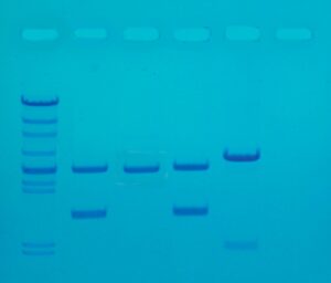 edvotek 130 amplification of dna for fingerprinting