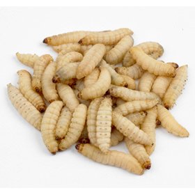 500 waxworms