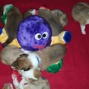 Deluxe Pro Whelping Kit 12 for Puppies Dogs