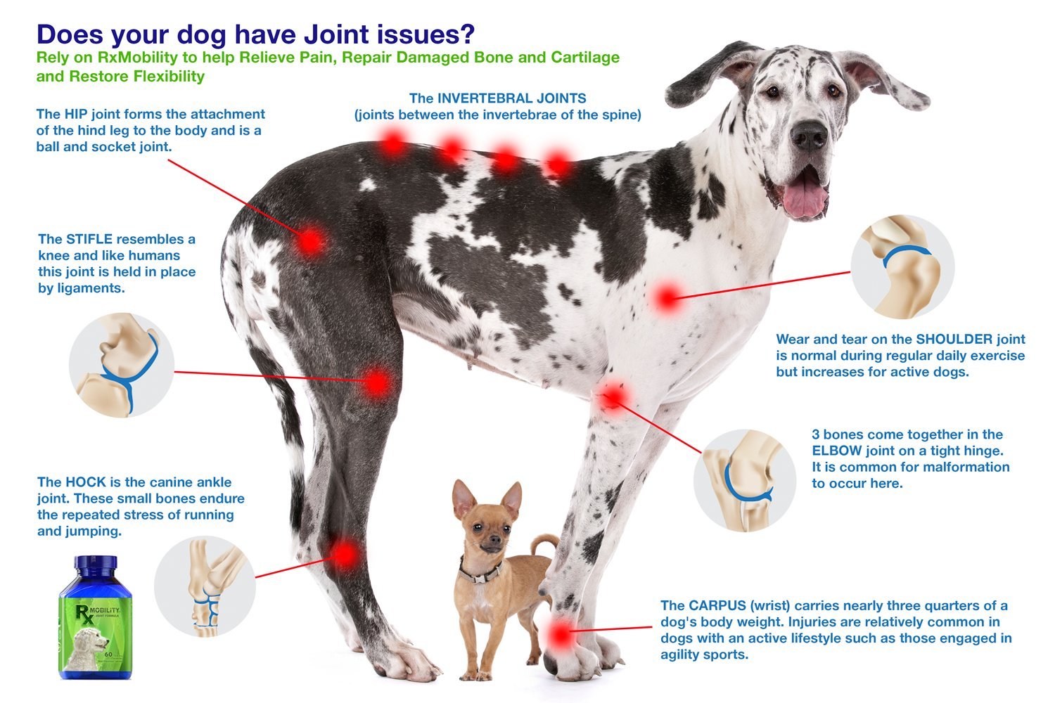 RxMobility Botanical Hip & Joint Supplement with Cissus Quadrangularis - All Natural Formula for Fast Working Pain Relief & Maximum Mobility - for Dogs