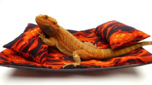 chaise lounge for bearded dragons, flames fabric