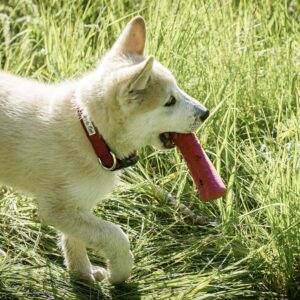 Wo Bone Dog Toy Cranberry Small