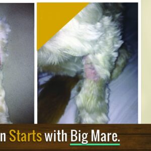 Big Mare Canine Wound Lotion Antibacterial/Antifungal. Clinically Proven Effective for Hot Spots, Open Wounds, Stitches, Yeast, Flea Irritation, Bug Bites & More. Veterinary Approved & Recommended