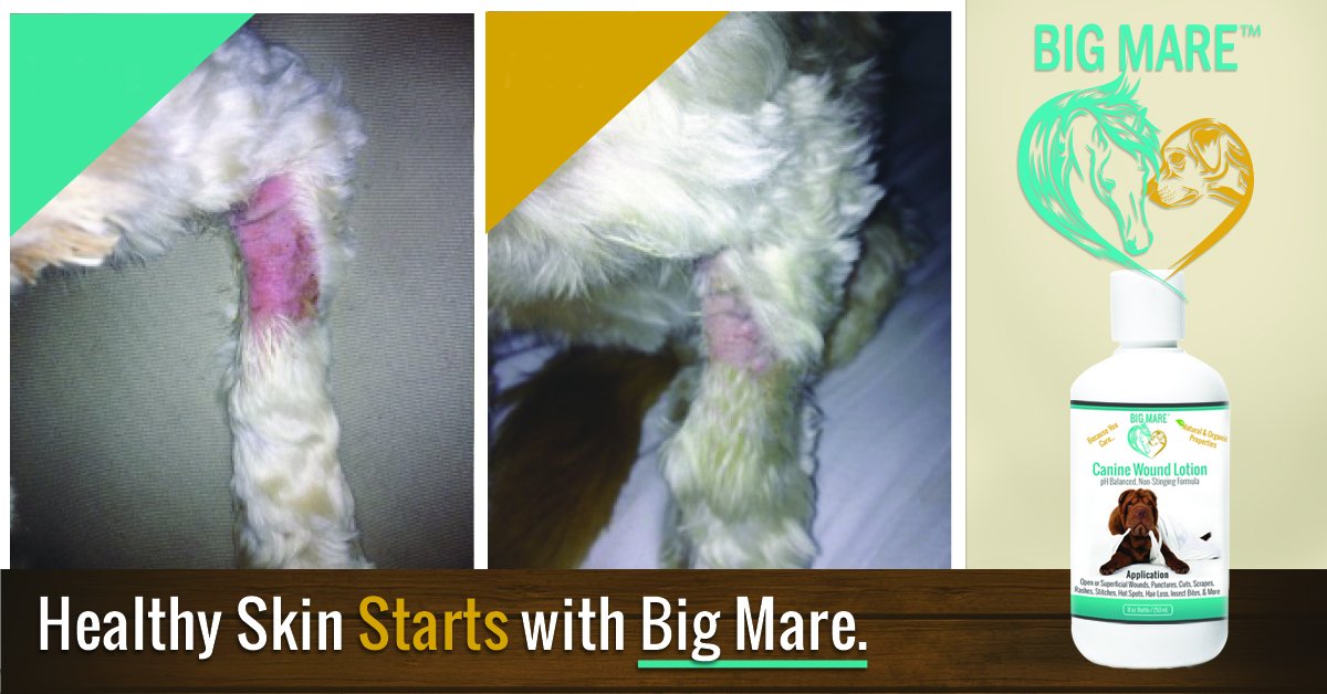 Big Mare Canine Wound Lotion Antibacterial/Antifungal. Clinically Proven Effective for Hot Spots, Open Wounds, Stitches, Yeast, Flea Irritation, Bug Bites & More. Veterinary Approved & Recommended