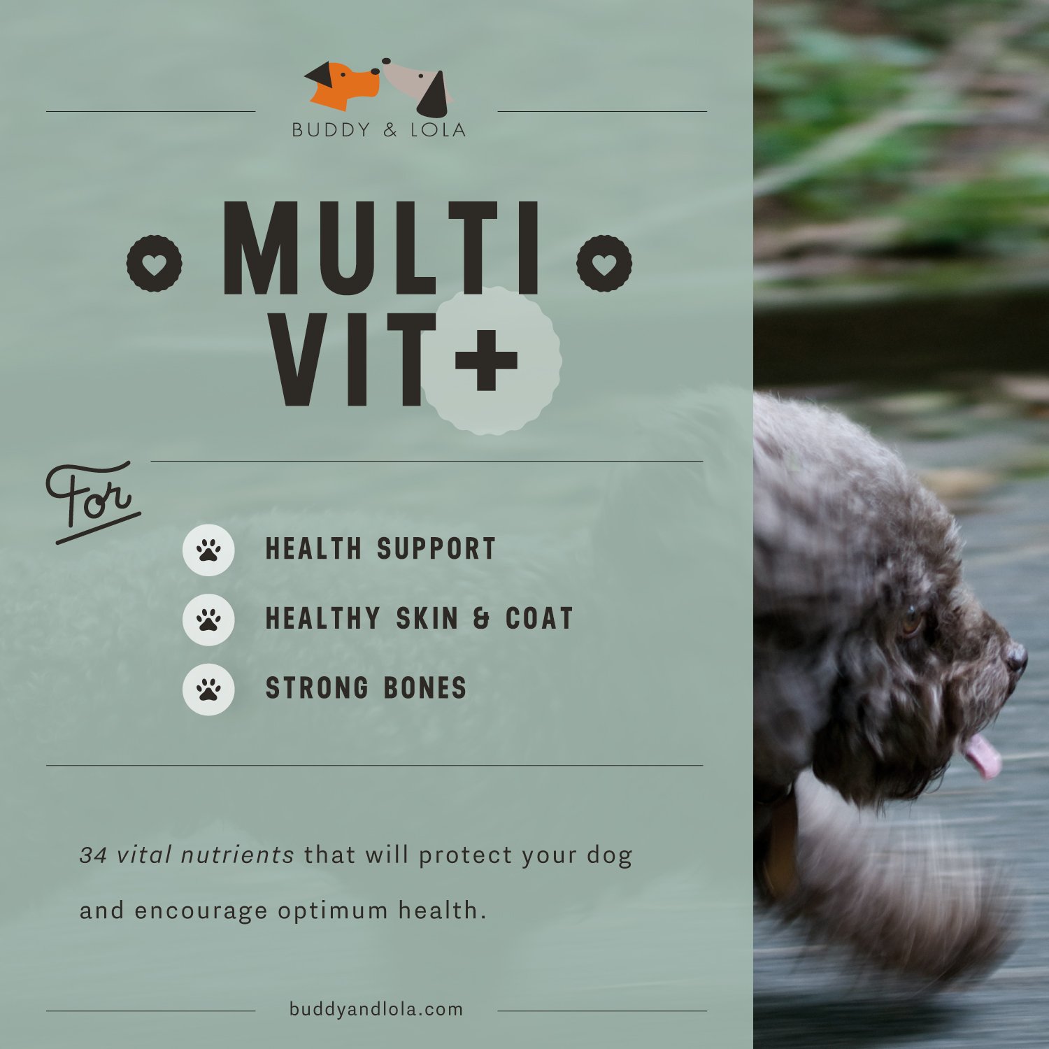 Multivitamin For Dogs Advanced Daily Supplements To Improve Dog Health Multivitamins, Nutrients, Calcium, Digestive Enzymes and Antioxidants 180 Chicken Liver Taste Chewable Tablets