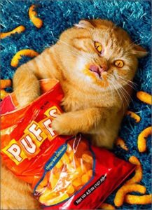 cheese puff cat - avanti stand out pop up birthday card