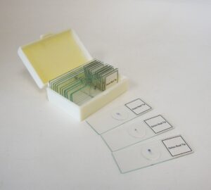 prepared slide, plant mitosis, classpack of 15 sides