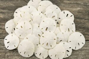 sand dollar | real sand dollars 1 1/2" to 2" (set of 30) | seashell wedding | sand dollars for crafts | plus free nautical ebook by joseph rains