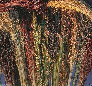 broom corn seeds - sorghum vulgar mixed,cream,gold,red, brown,burgundy and more(3000 seeds)