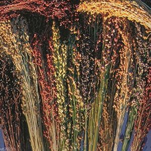 BROOM CORN SEEDS - Sorghum vulgar Mixed,Cream,Gold,Red, Brown,Burgundy and More(3000 Seeds)