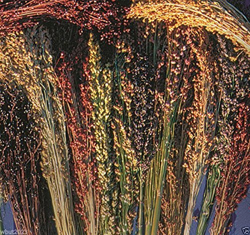 BROOM CORN SEEDS - Sorghum vulgar Mixed,Cream,Gold,Red, Brown,Burgundy and More(3000 Seeds)