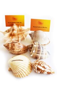 set of 6 genuine seashell place card holders beach wedding favor nautical party decor sea shell table sets