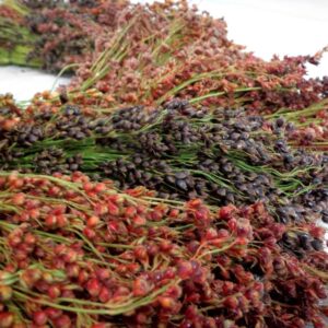 BROOM CORN SEEDS - Sorghum vulgar Mixed,Cream,Gold,Red, Brown,Burgundy and More(3000 Seeds)