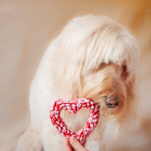 Midlee Valentine's Heart Rope Dog Toy (6" x 6")- Pink, Red, White Cotton Chew Gift