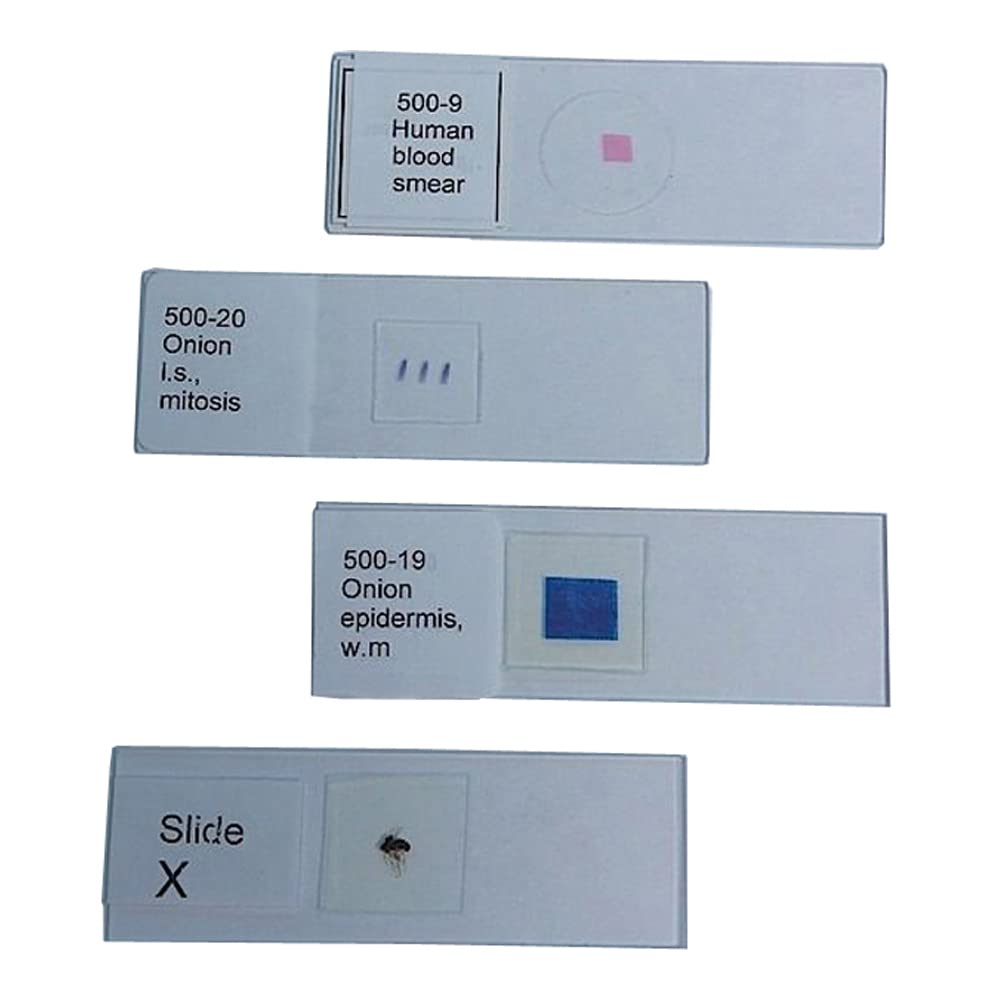 United Scientific Supplies 100-02 "Cork Section" Prepared Microscope Slide