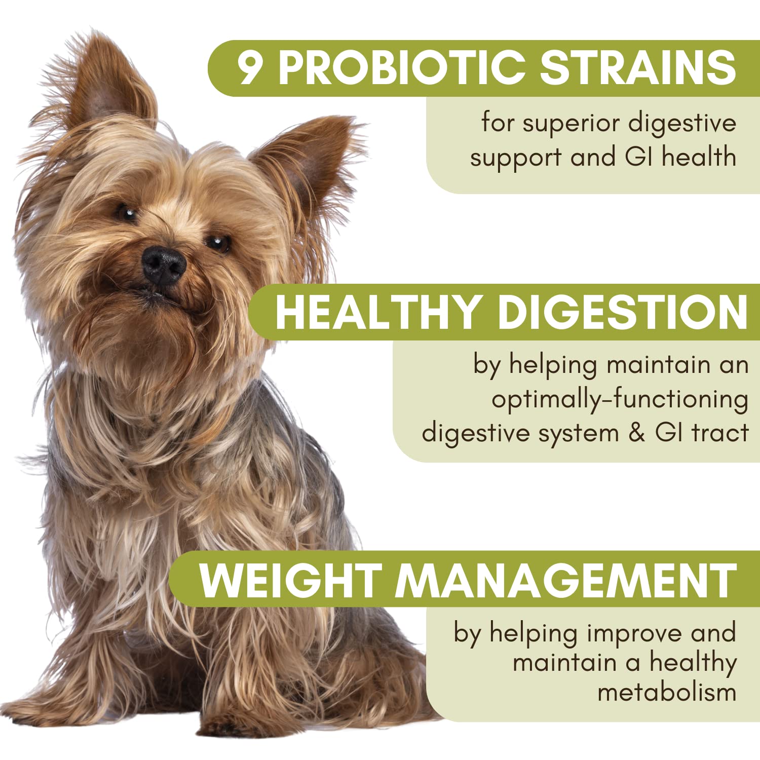 Wholistic Pet Organics: Organic Dog Probiotics and Digestive Enzymes Powder WholeBiotics Supplement, Dog Digestive Support, Improves Gut Health Good Bacteria for Dogs and Cats