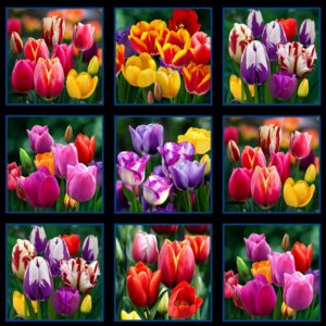 digital garden tulips panel (hd), rich color, 15 tulips, elizabeth's studios, 23 inch panel