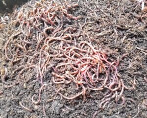 wwjd worms - 1 lb red wiggler worms. (1000 count). composting worms