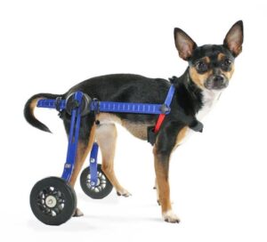 dog wheelchair - xs for mini/toy breeds 2-10 pounds - veterinarian approved - dog wheelchair for back legs