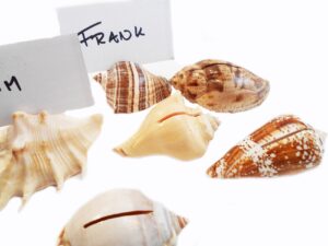 set of 50 genuine seashell place card holders beach wedding favor nautical party decor sea shell table sets