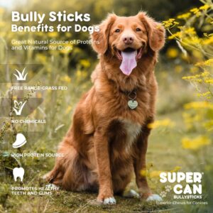 SUPER CAN BULLYSTICKS Supercan Bully Sticks for Small Medium Dogs 4"-5" (25-Pack) - 100% Natural Dog Chews Made from Farm- Healthy Treats for Dogs - Raised Free-Range Grass-Fed Beef, Non-GMO